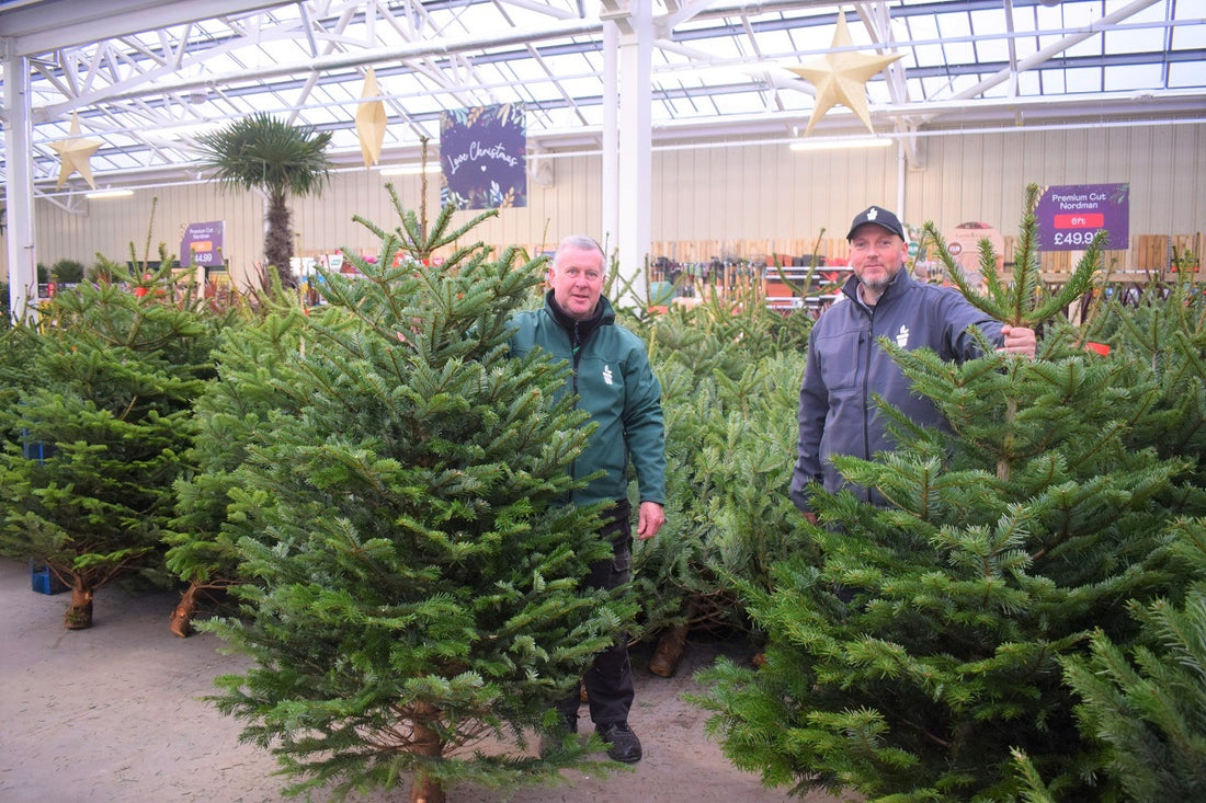 Real Christmas Trees | Fresh Cut & Potted | Yorkshire Garden Centres